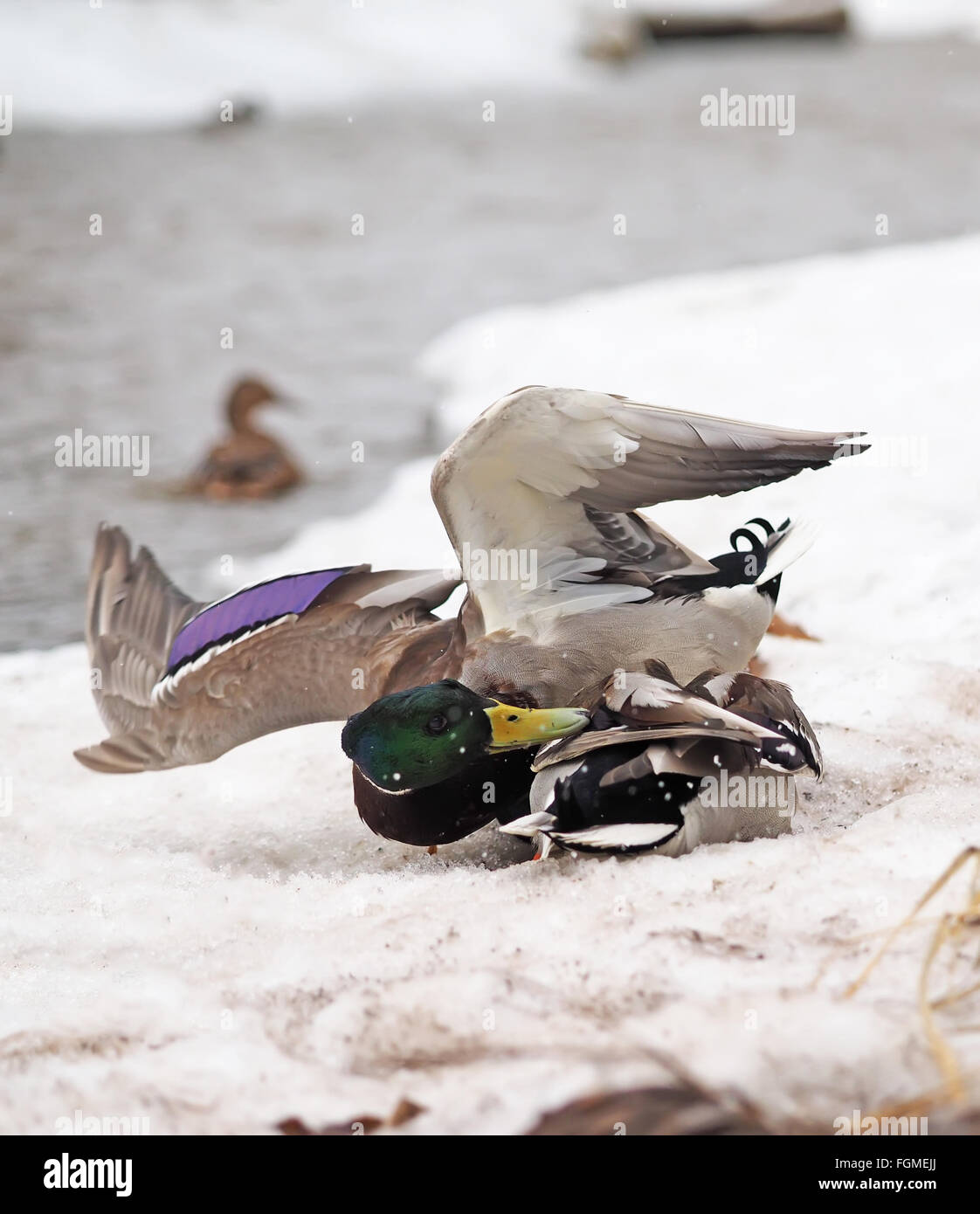Two male mallard ducks fight hi-res stock photography and images - Alamy