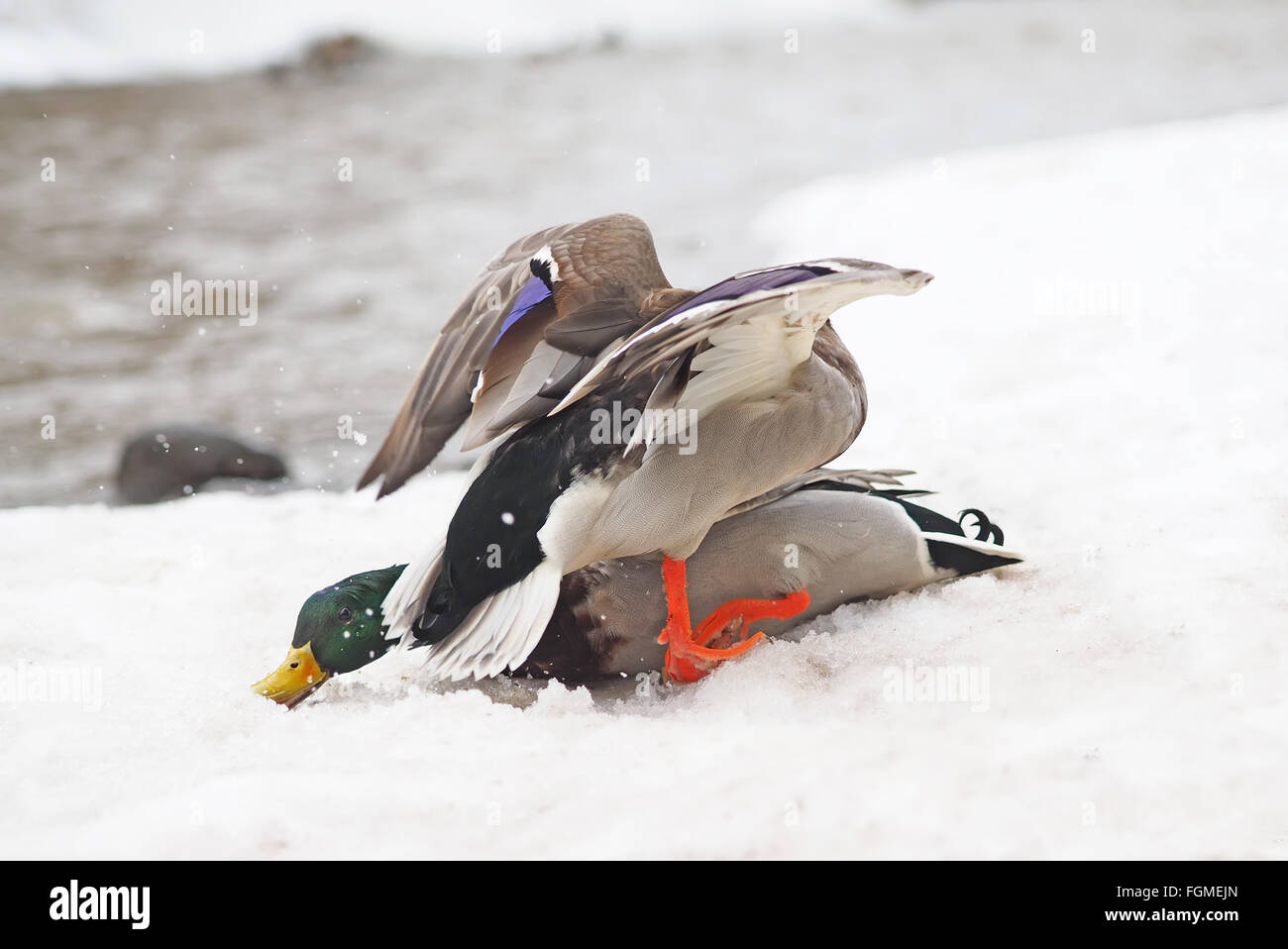 Two male mallard ducks fight hi-res stock photography and images - Alamy