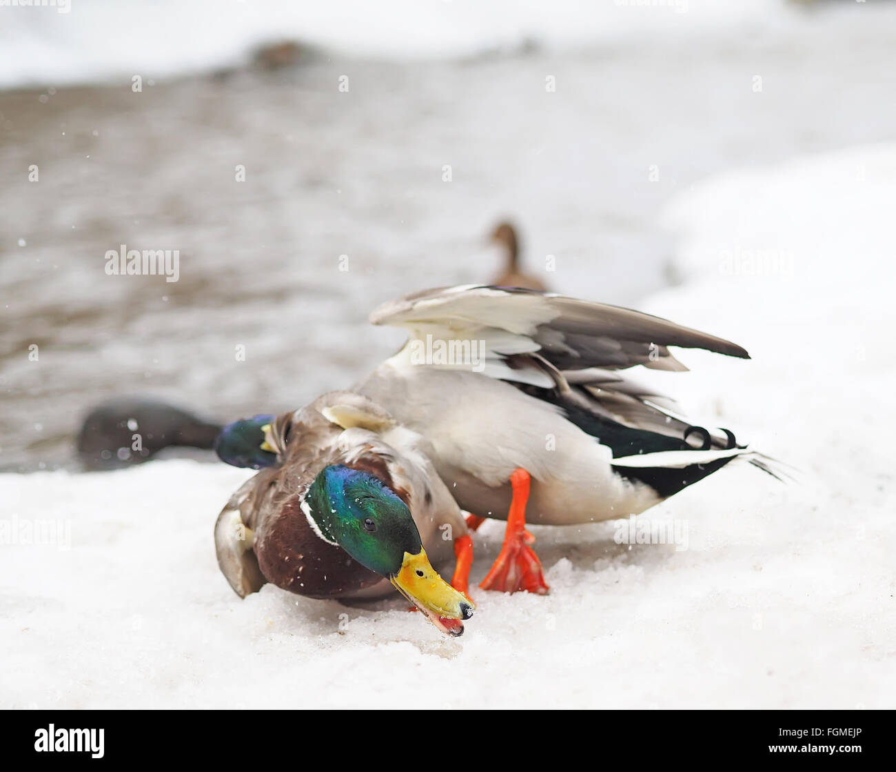 Two male mallard ducks fight hi-res stock photography and images - Alamy