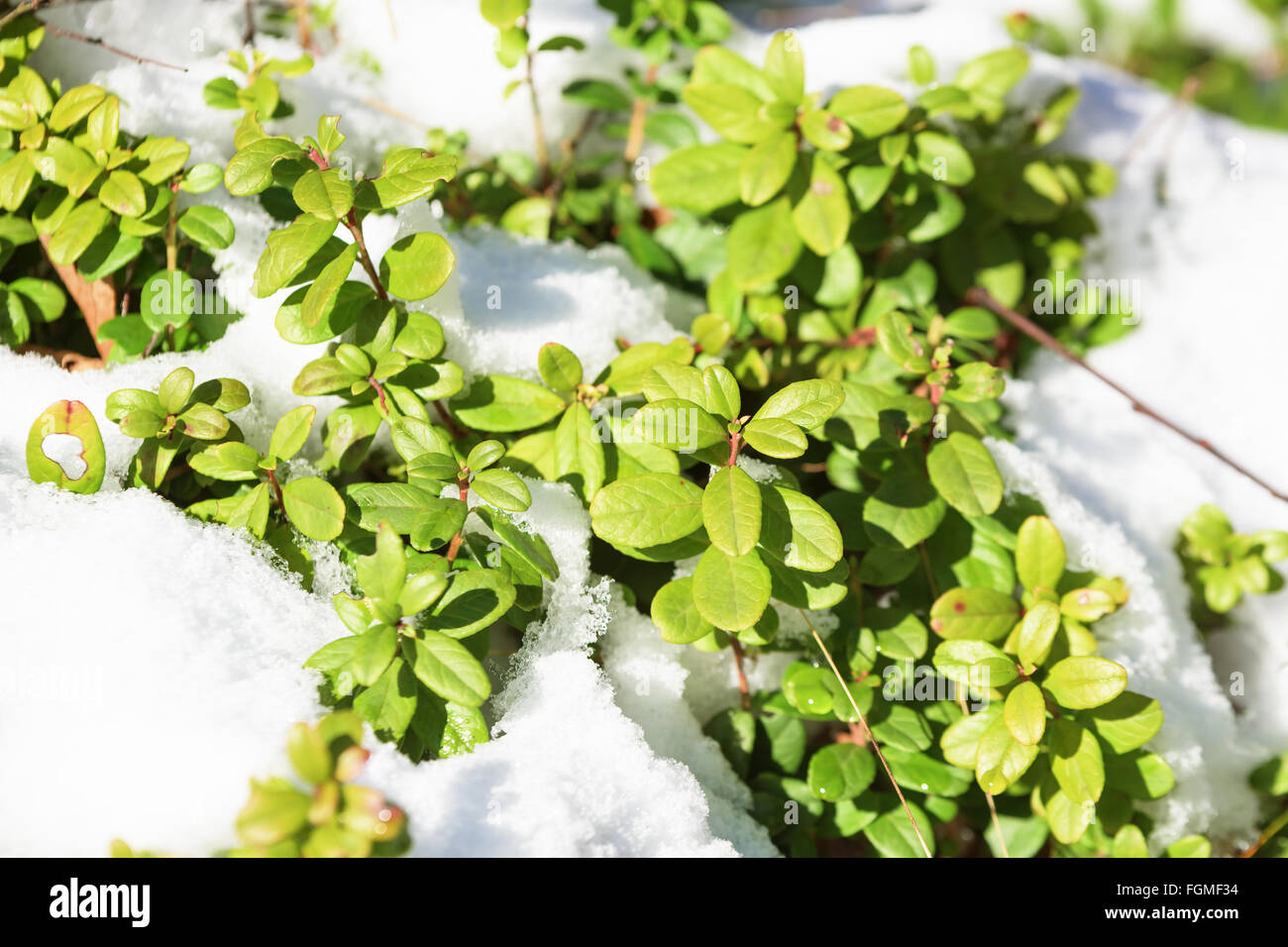 Lingonberry (Vaccinium vitis-idaea) plant in early spring when snow ...