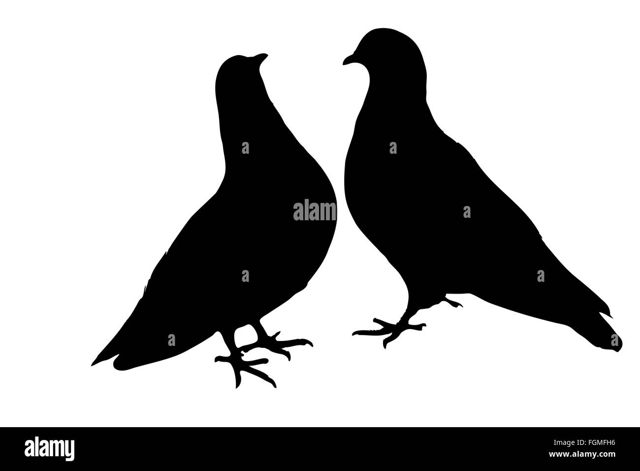 Animals pigeons Cut Out Stock Images & Pictures - Alamy