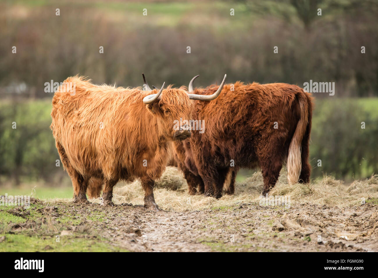 Beautiful Scottish Highland Cattle grazing in field Stock Photo - Alamy
