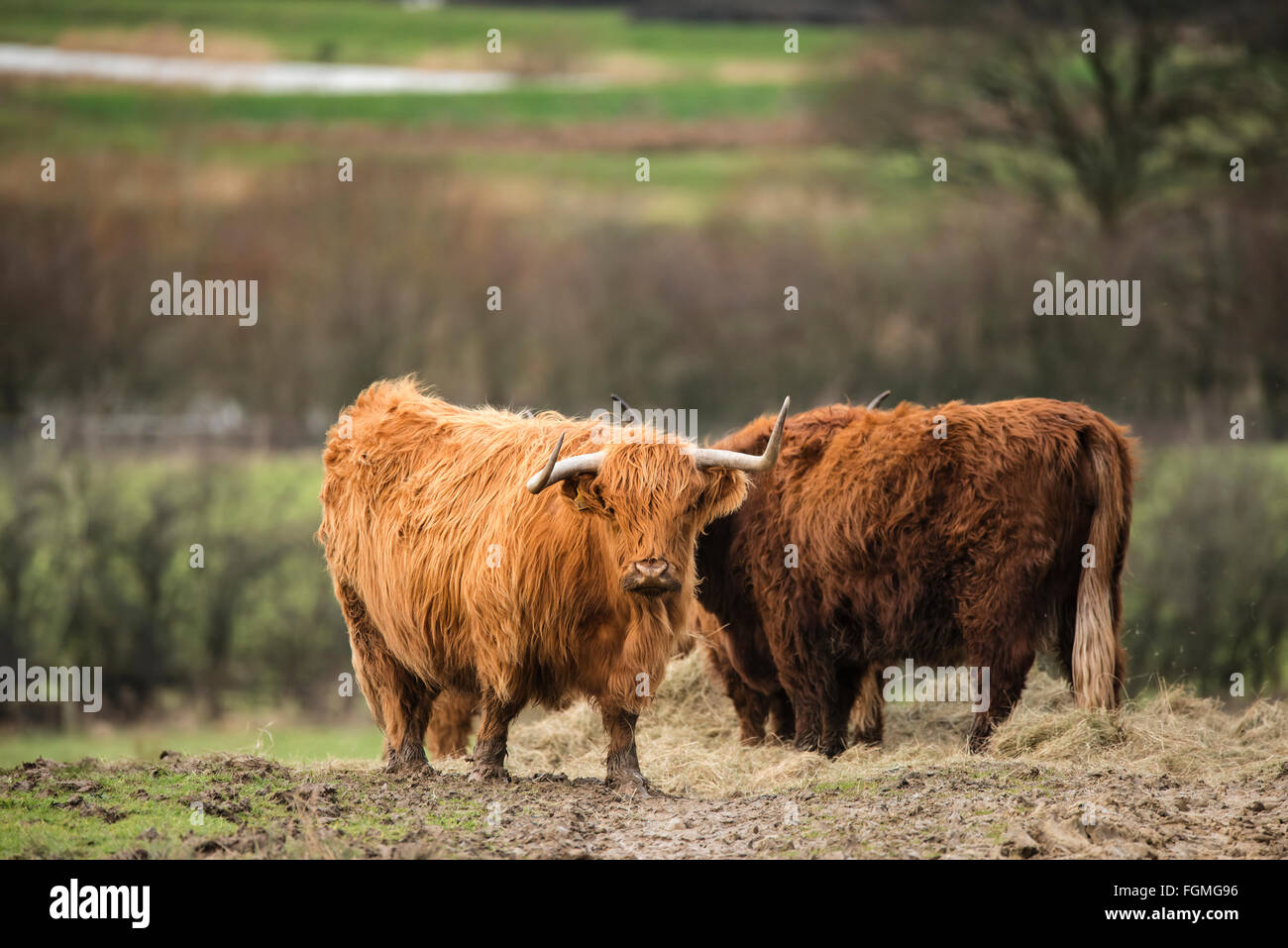 Beautiful Scottish Highland Cattle grazing in field Stock Photo - Alamy