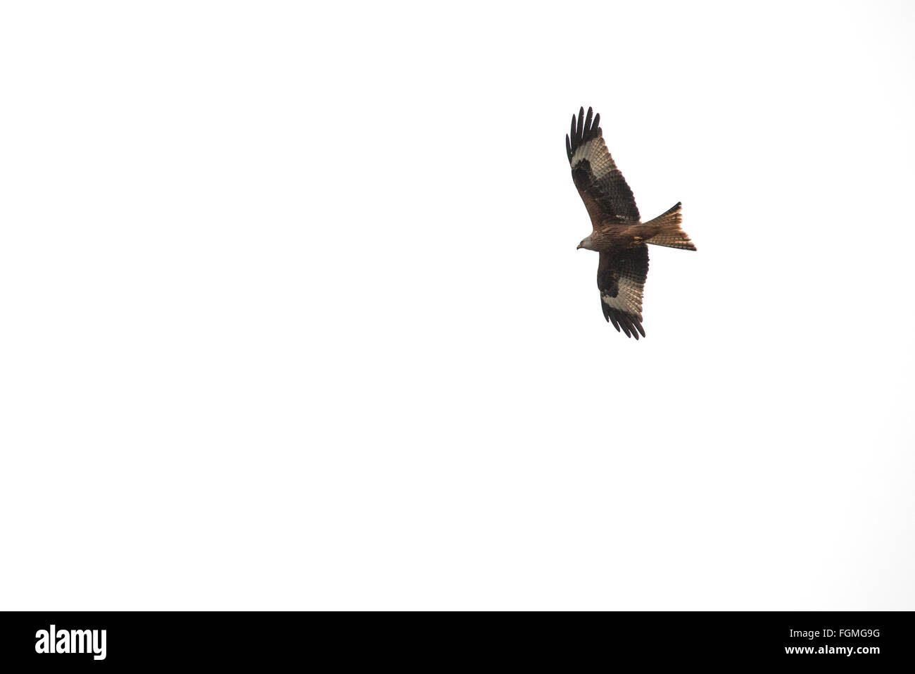 Beautiful red kite soaring in clear sky Stock Photo - Alamy