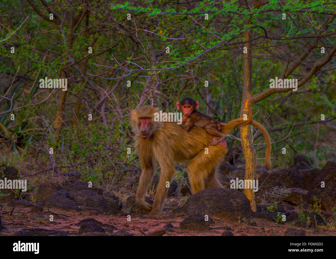 A female Hamadryas baboon (Papio hamadryas) with baby, Awash National ...