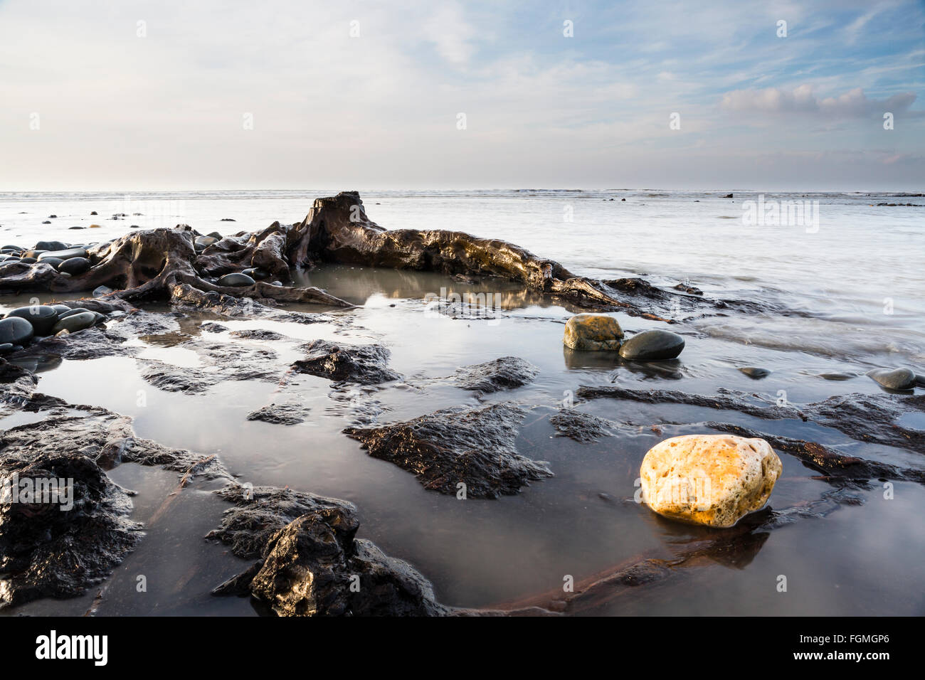 Submerged Forest Borth Ceredigion - Cantre'r Gwaelod Stock Photo - Alamy