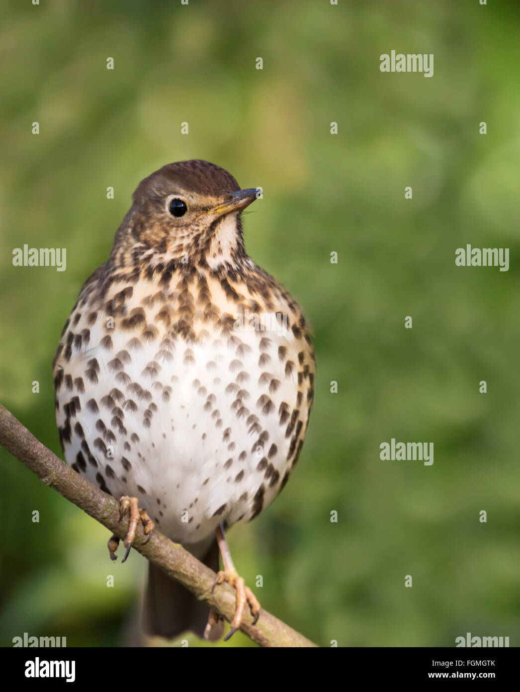 Thrush bird on twig hi-res stock photography and images - Alamy