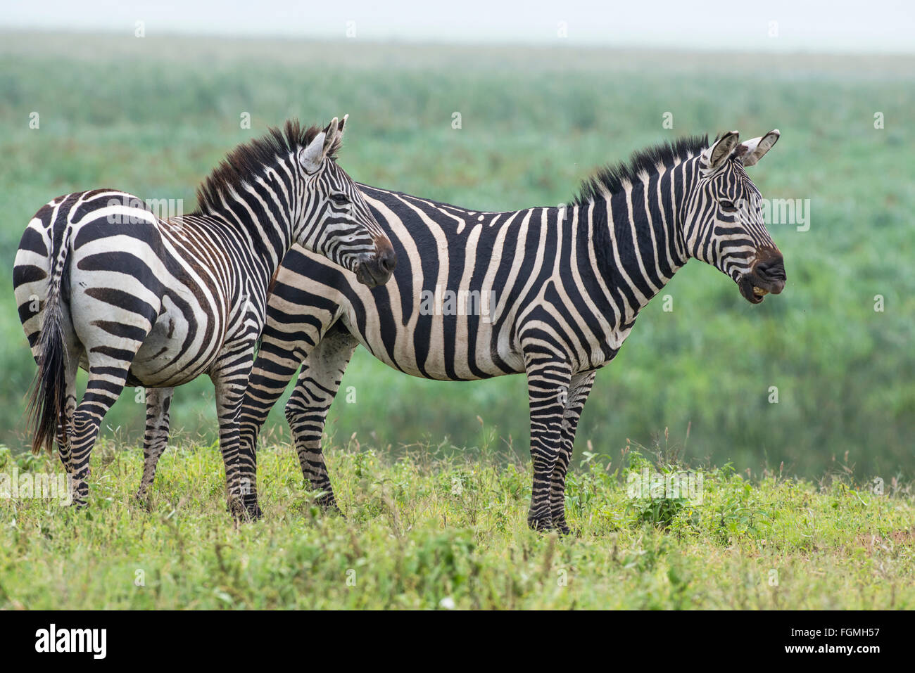 Plains animal hi-res stock photography and images - Alamy