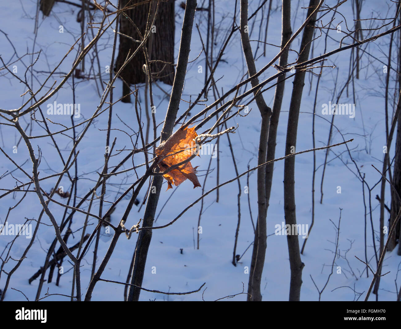 Withered Branches High Resolution Stock Photography and Images - Alamy