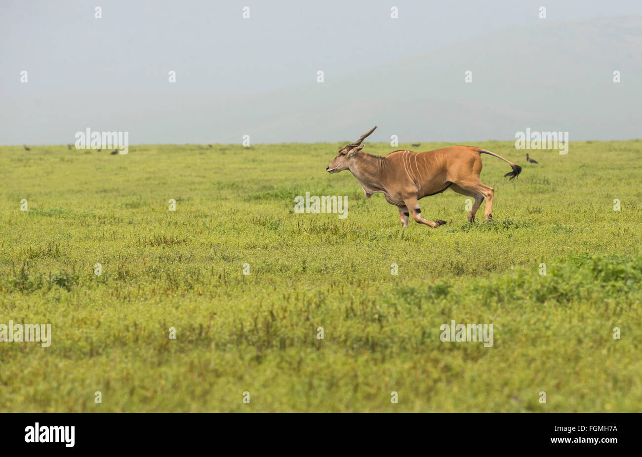 Eland (Taurotragus oryx) cantering in the Ngorongoro Crater, Tanzania ...