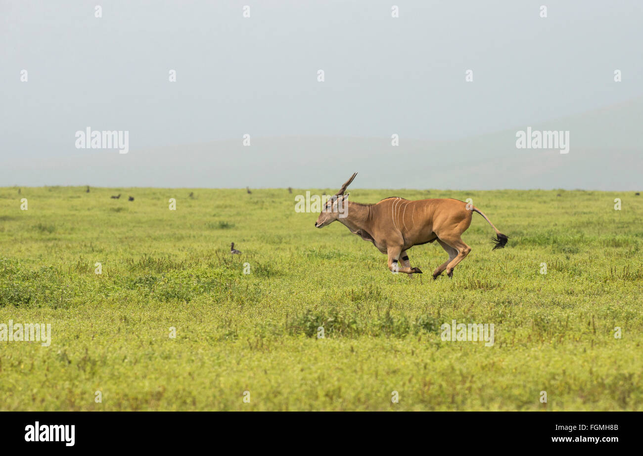 Eland (Taurotragus oryx) cantering in the Ngorongoro Crater, Tanzania ...