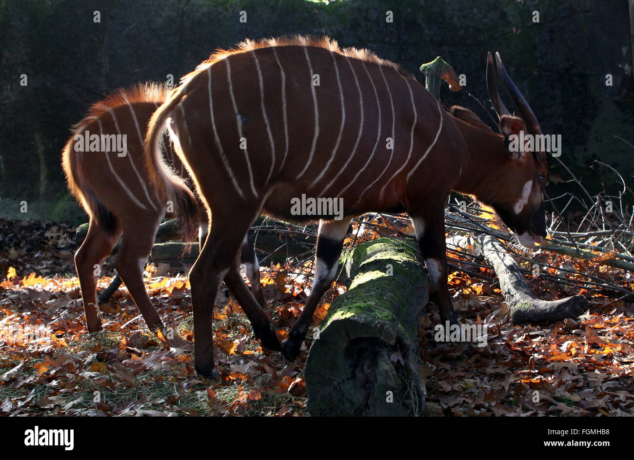 Male East African Bongo forest antelope (Tragelaphus eurycerus Isaaci ...