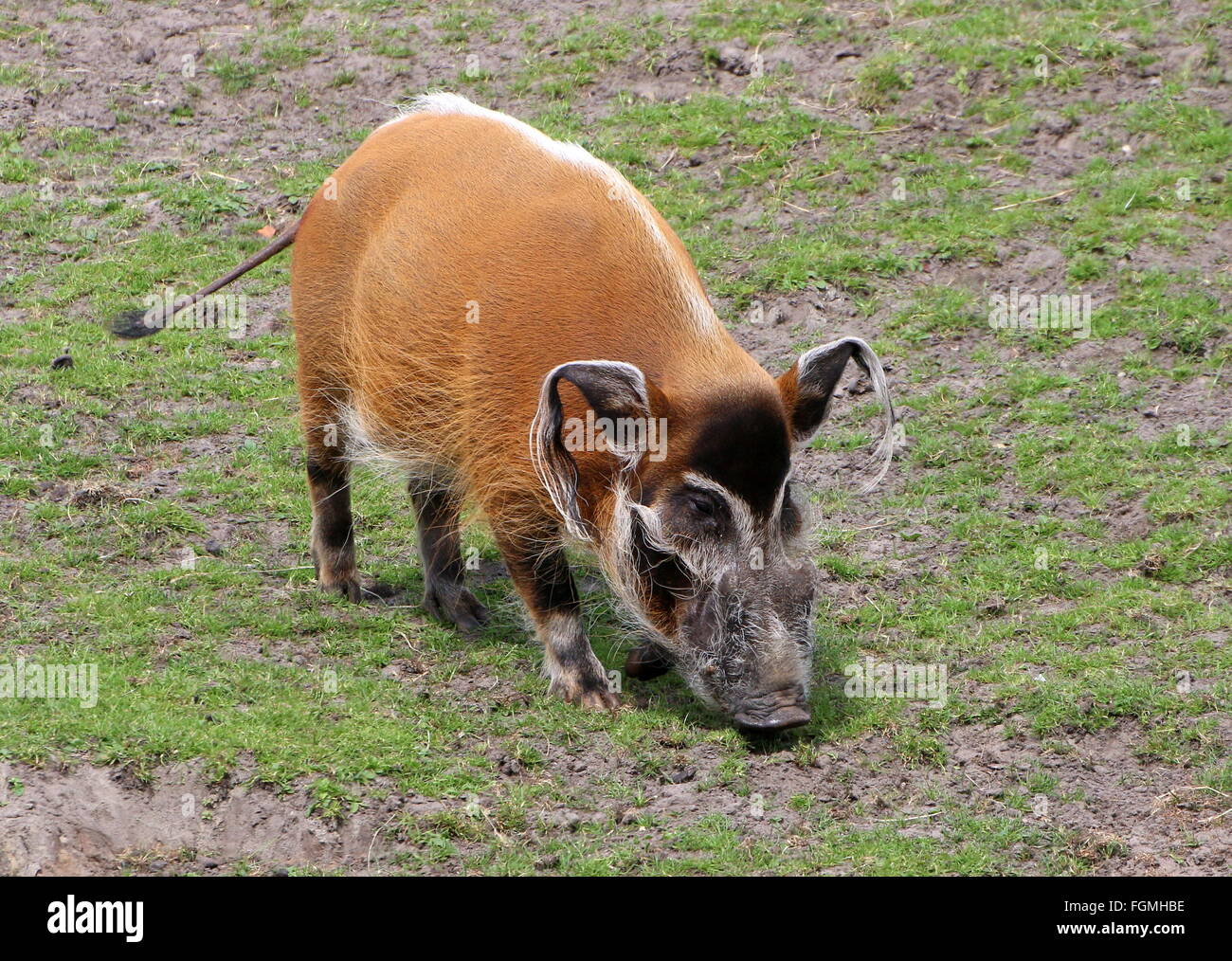 West african wild pig hi-res stock photography and images - Alamy