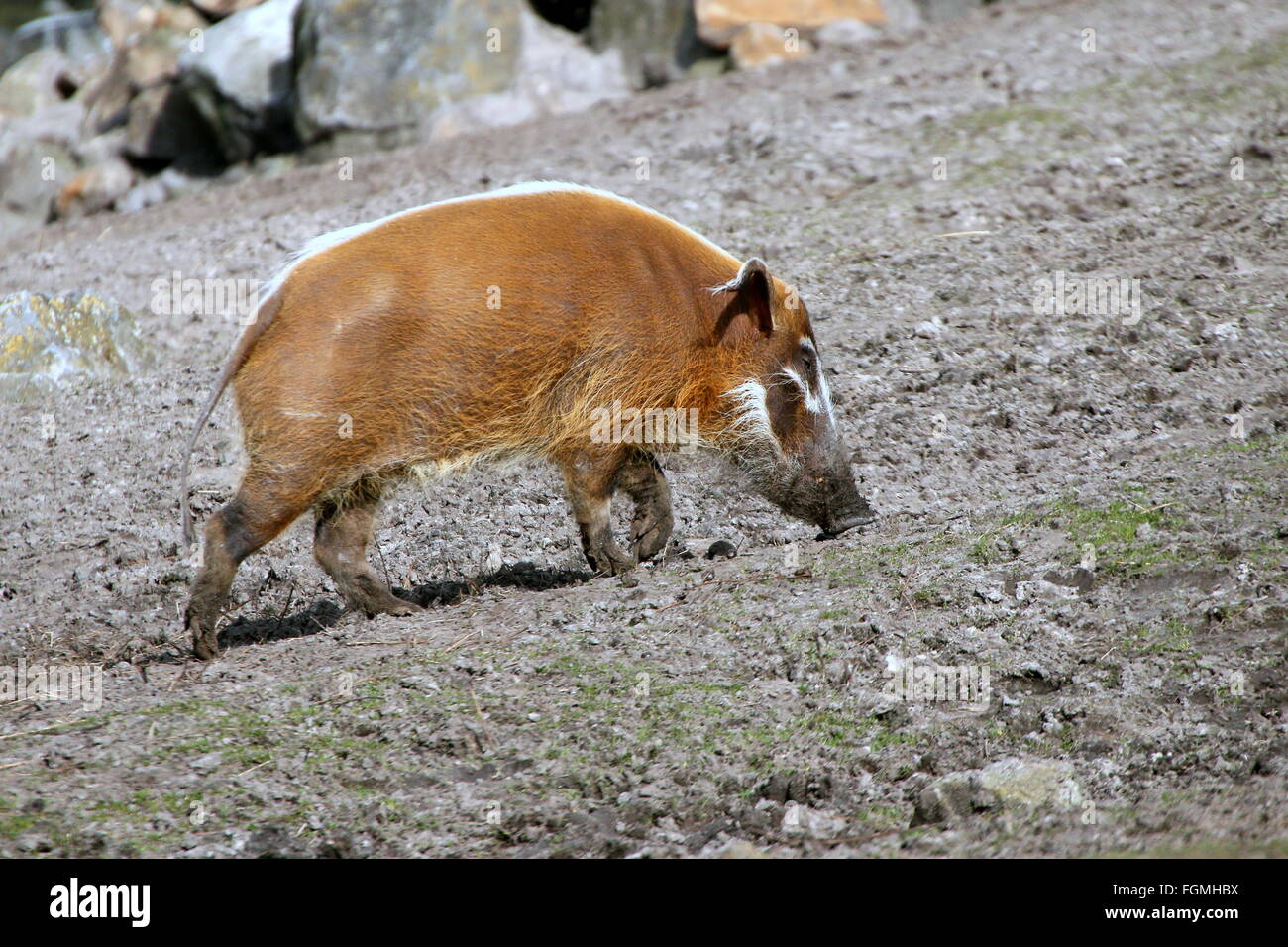African bush pigs hi-res stock photography and images - Alamy