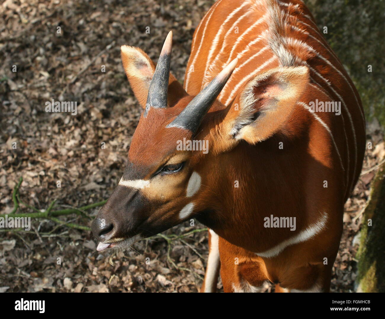 African Bongo Stock Photos & African Bongo Stock Images - Alamy