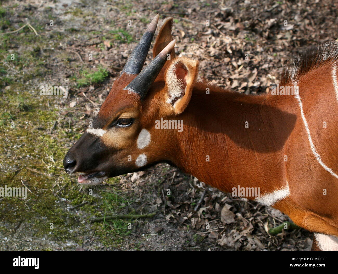 Young male East African Bongo antelope (Tragelaphus eurycerus Isaaci ...
