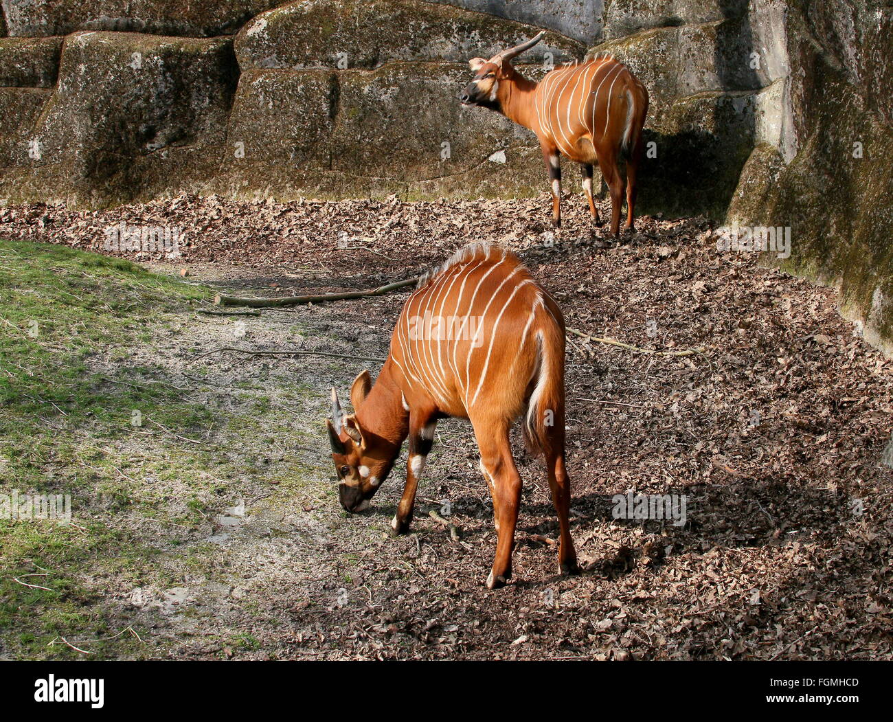 Male and female East African Bongo antelope (Tragelaphus eurycerus ...