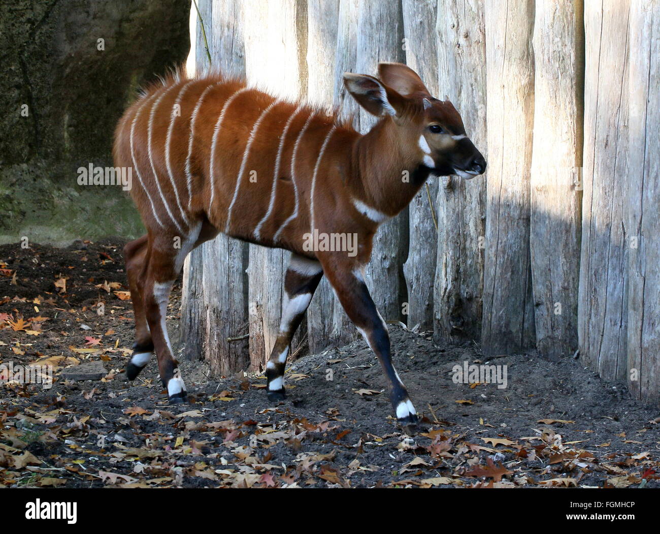 Male bongo hi-res stock photography and images - Alamy