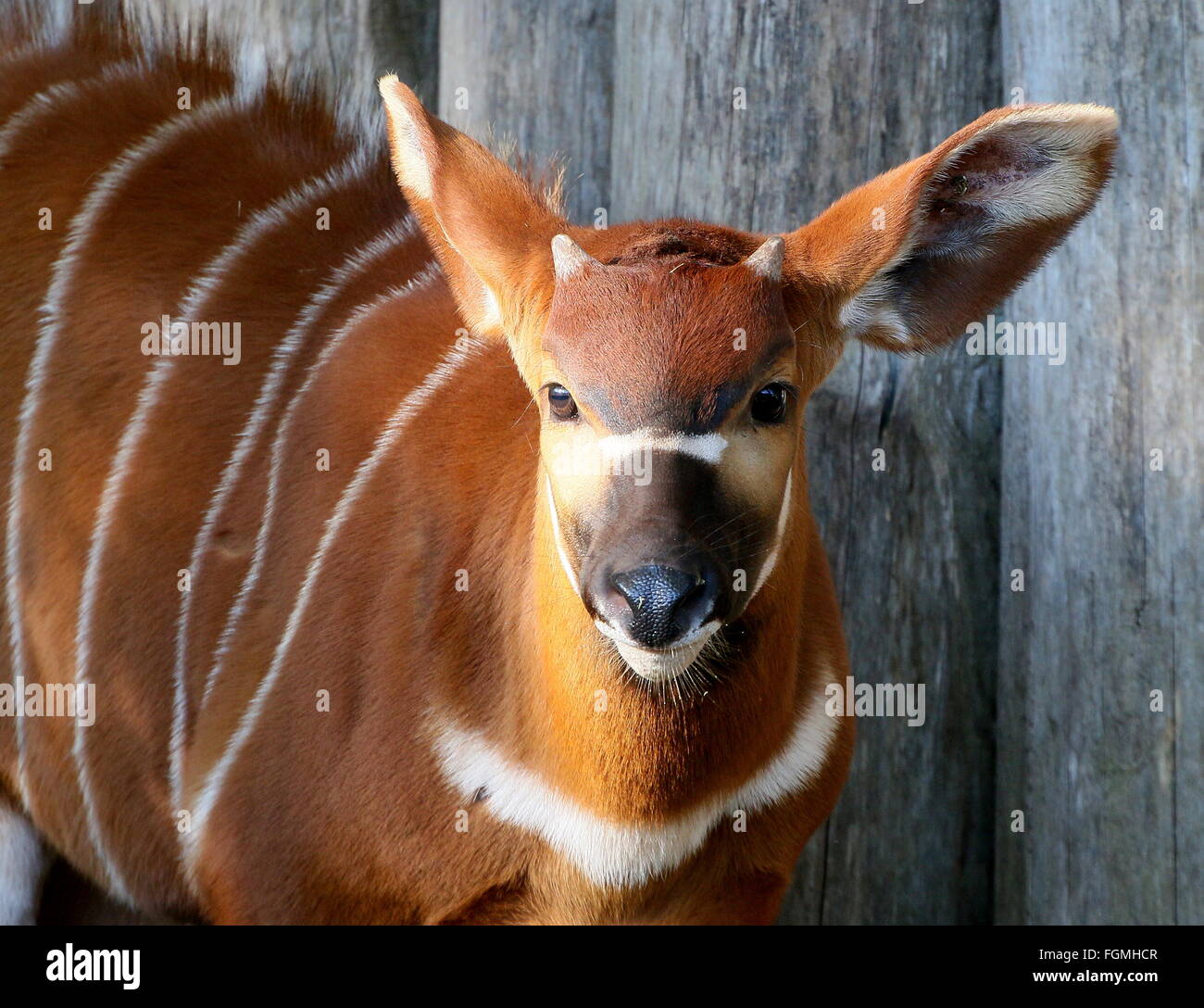 Male East African Bongo Antelope High Resolution Stock Photography and ...