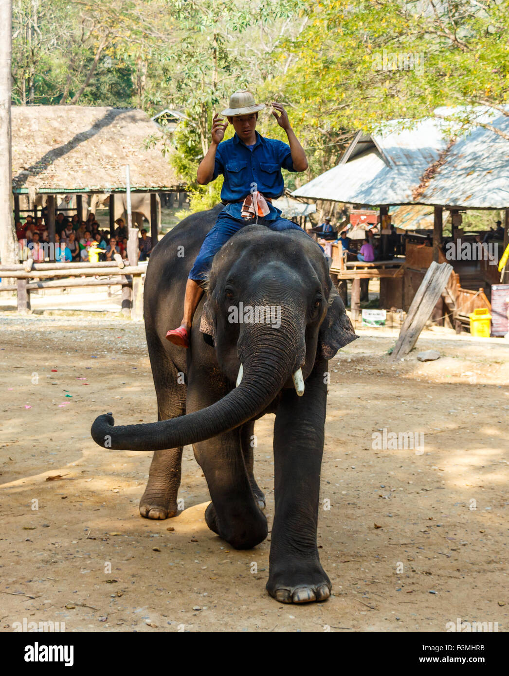Chiangmai ,Thailand - February 20 : mahout ride elephant and elephant ...