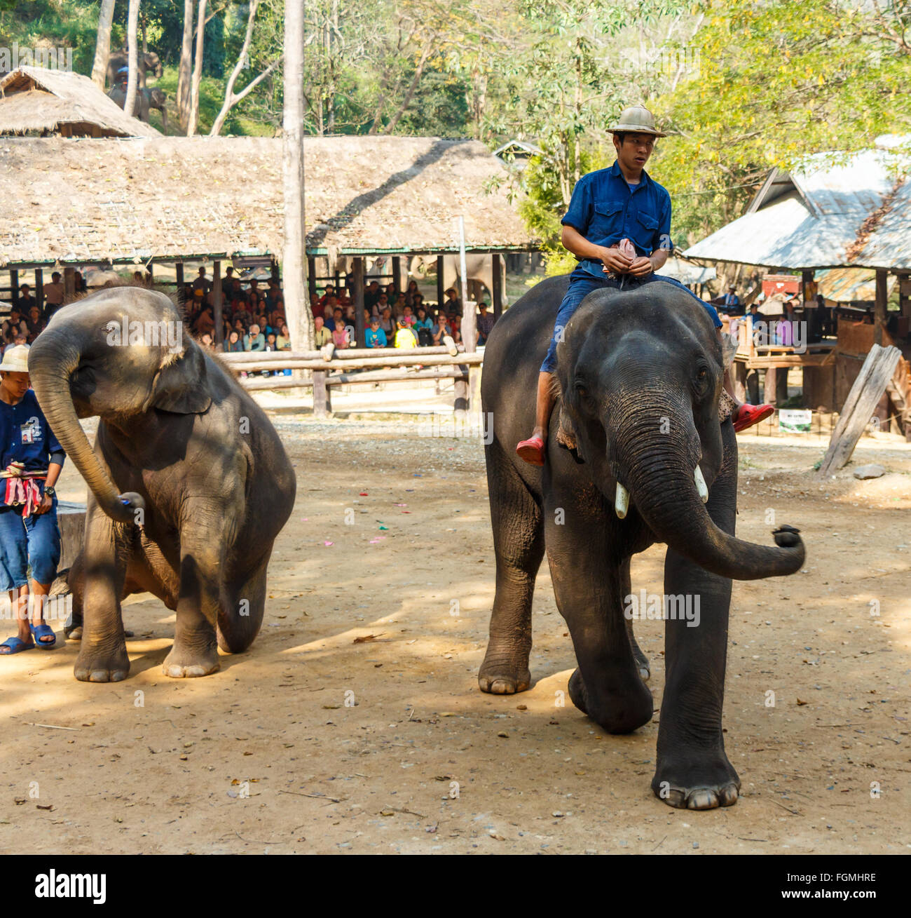 Chiangmai ,Thailand - February 20 : mahout ride elephant and elephant ...