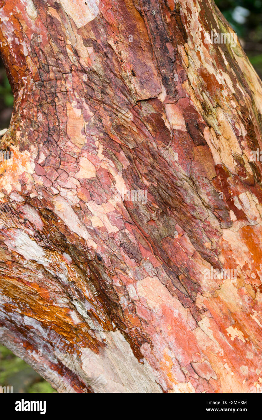 Rhododendron bark hi-res stock photography and images - Alamy