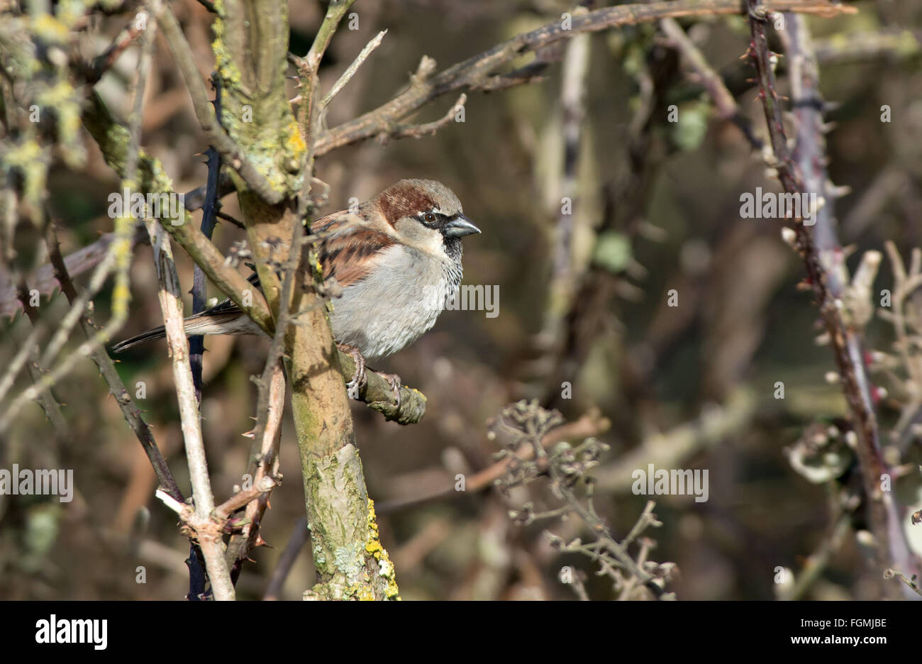 Male tree sparrow uk hi-res stock photography and images - Alamy