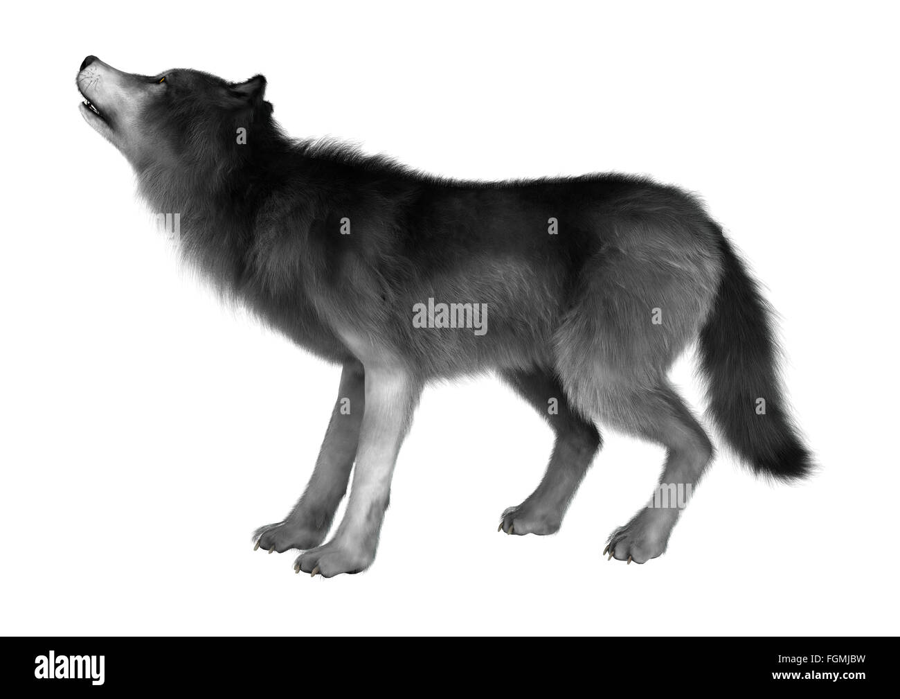 3D digital render of a wild wolf howling isolated on white background ...