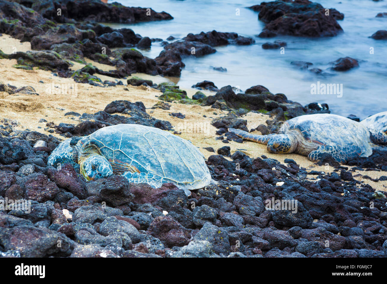 Green sea turtle on stone hi-res stock photography and images - Alamy