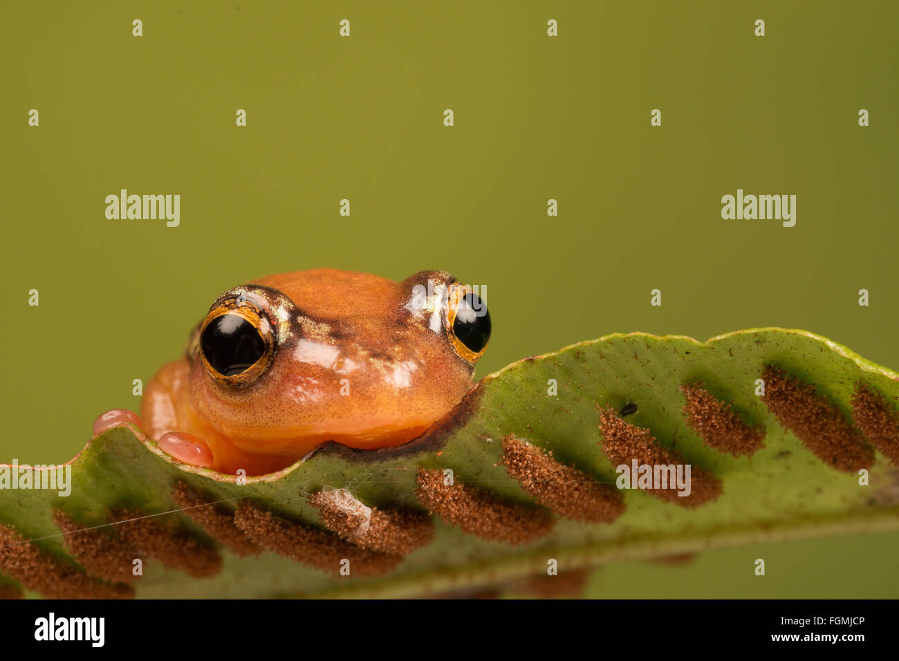 Golden Sedge Frog Stock Photo - Alamy