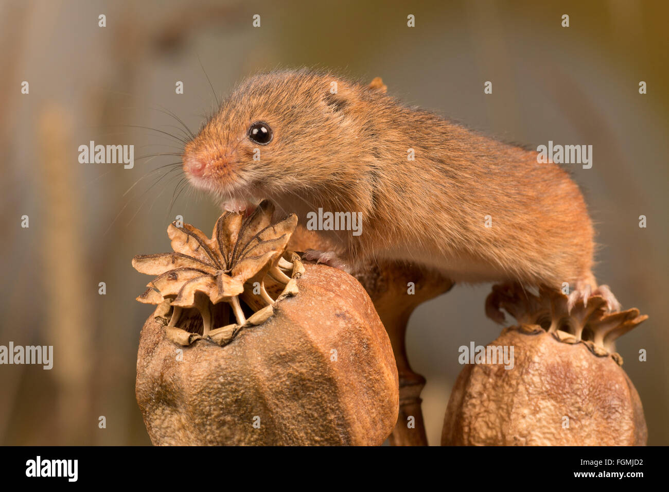 Mouse nose hi-res stock photography and images - Alamy