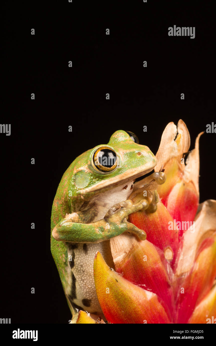 Peacock Tree Frog (Male Stock Photo - Alamy