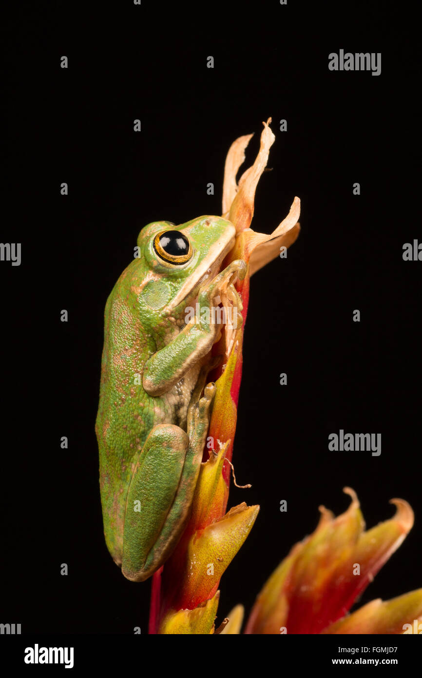 Peacock Tree Frog (Male Stock Photo - Alamy