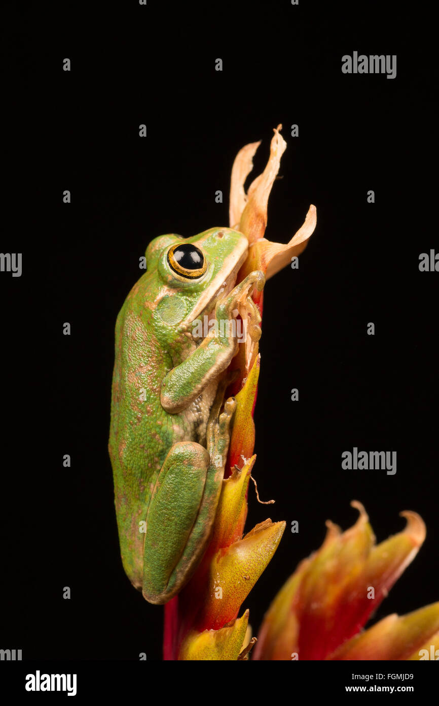 Peacock Tree Frog (Male Stock Photo - Alamy