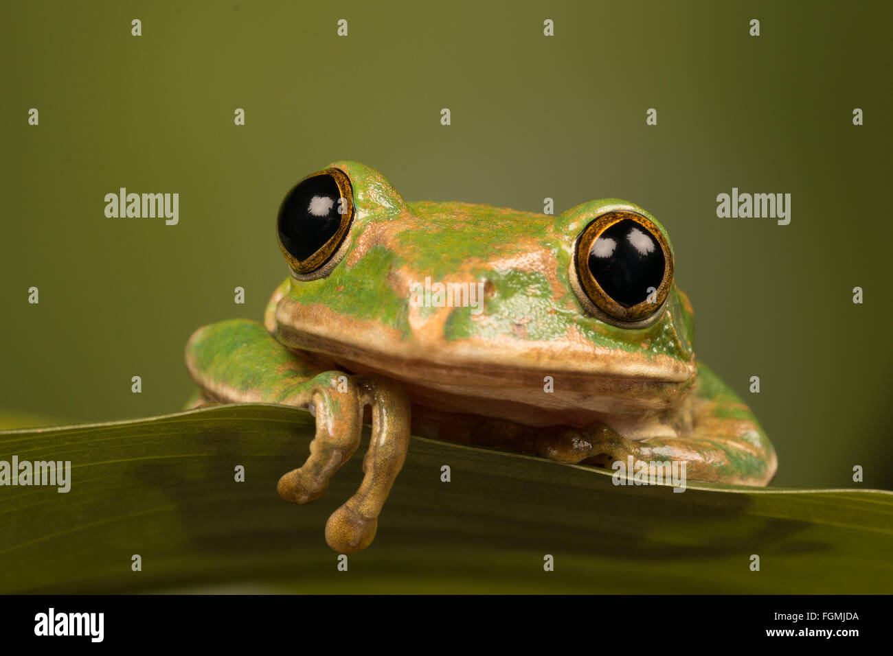 Peacock Tree Frog (Male Stock Photo - Alamy