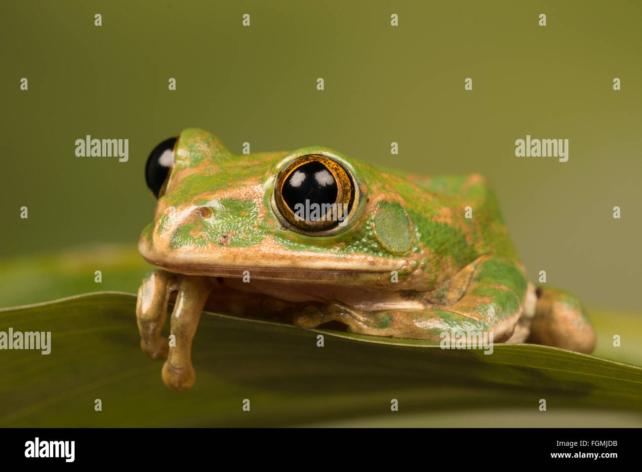Peacock Tree Frog (Male Stock Photo - Alamy