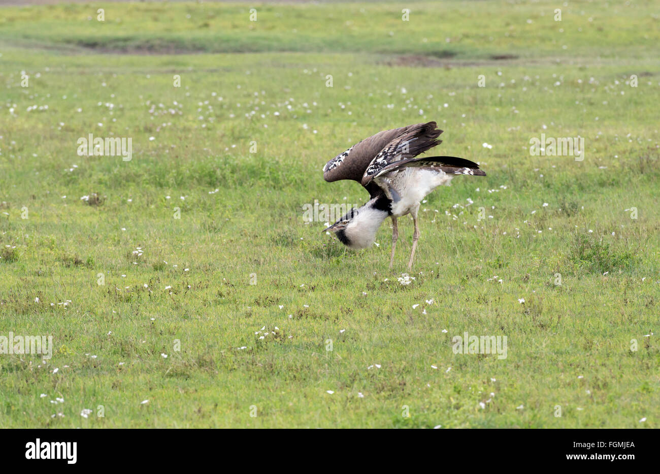Kori bustard (Ardeotis kori) displaying Stock Photo - Alamy