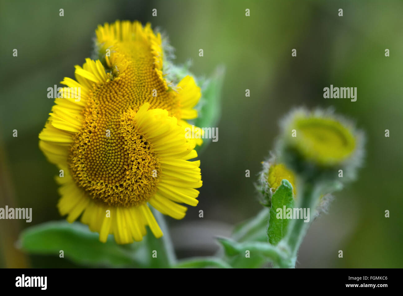 Common fleabane (Pulicaria dysenterica) deformed flower. A yellow ...