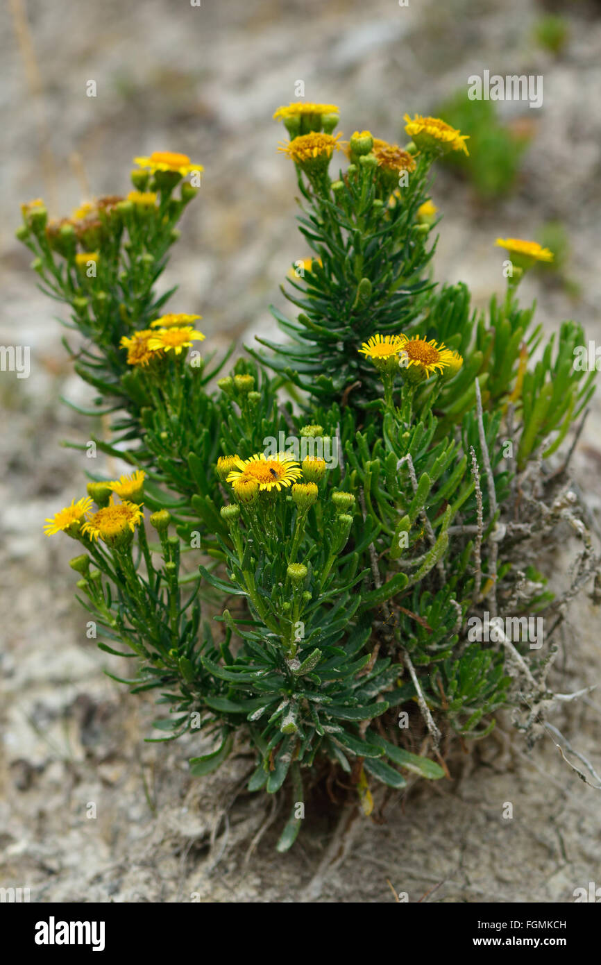 Golden samphire (Inula crithmoides). A yellow coastal flower in the ...