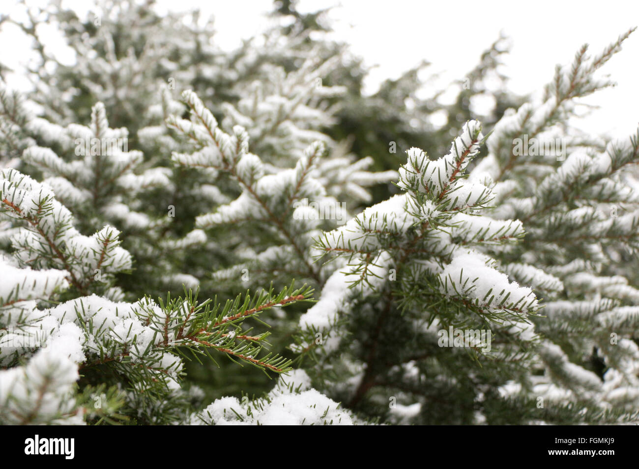 Snow white tree hi-res stock photography and images - Alamy