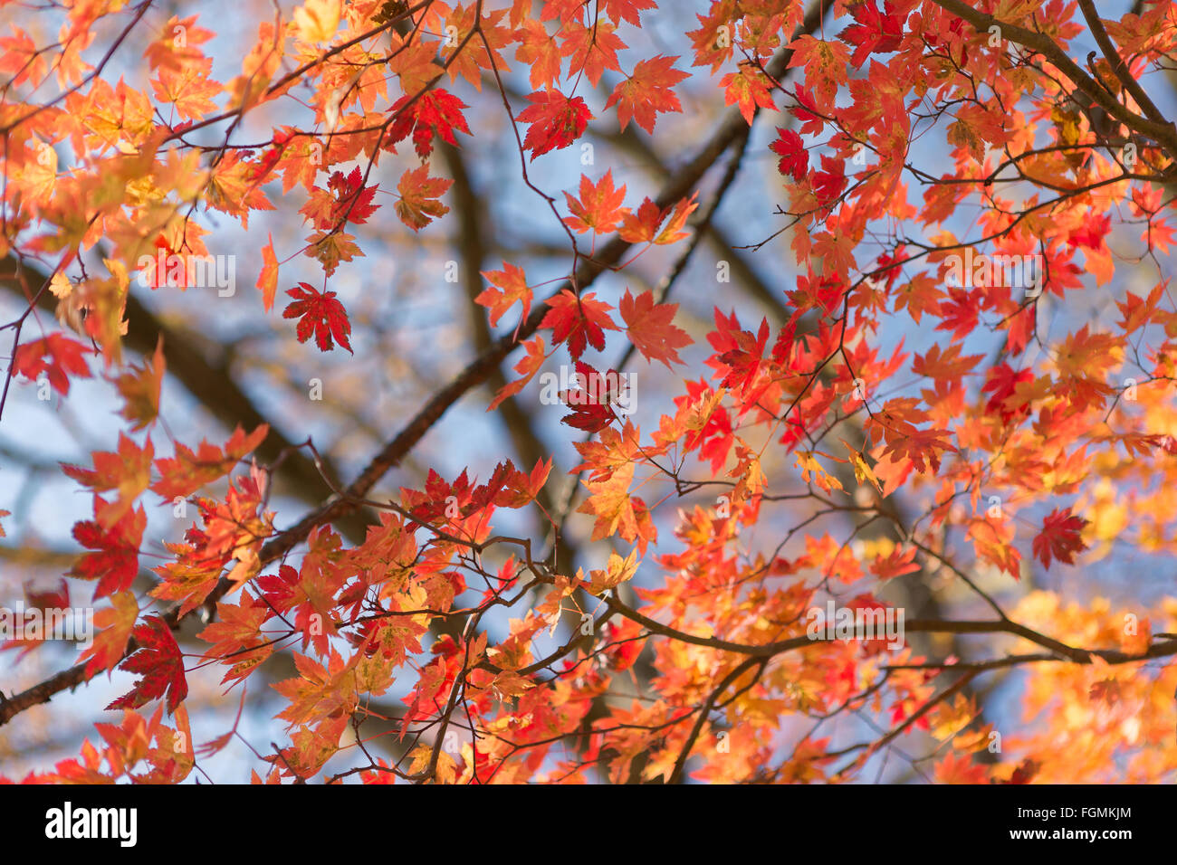 Field maple autumn leaf hi-res stock photography and images - Alamy