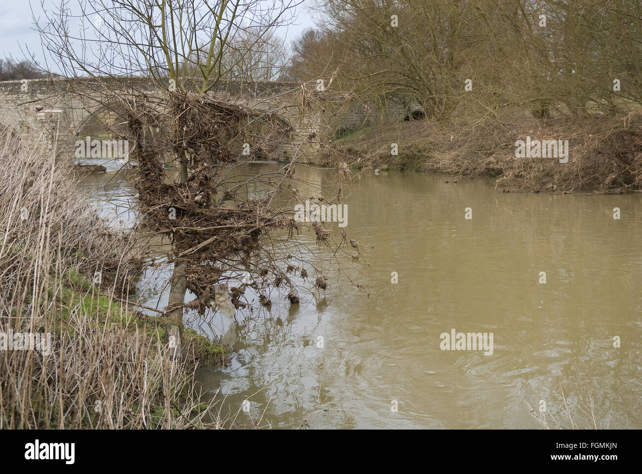 remains of debris leaves weeds rushes trapped in riverside trees and ...