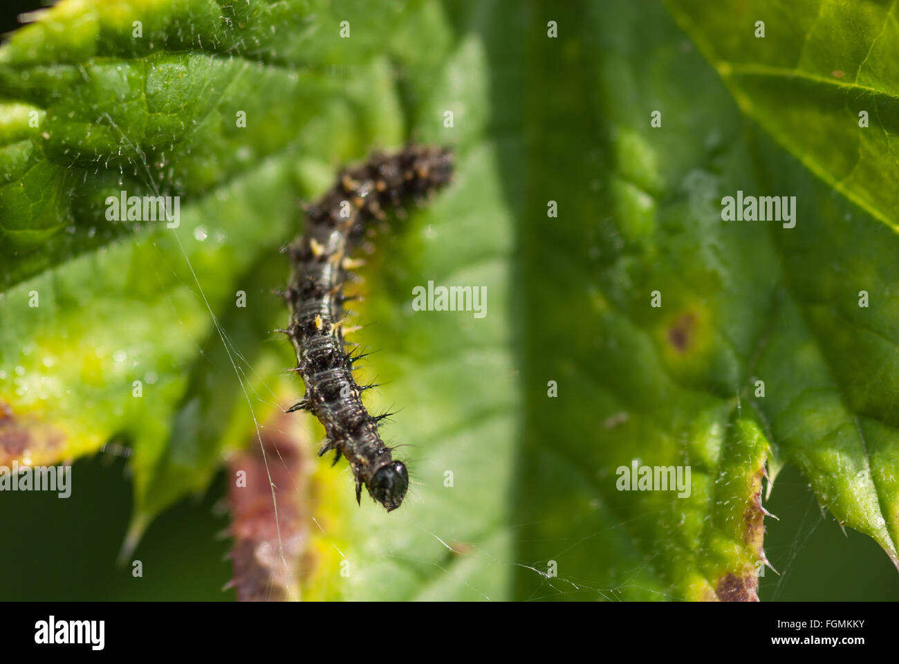 Caterpillar spinning silk hi-res stock photography and images - Alamy