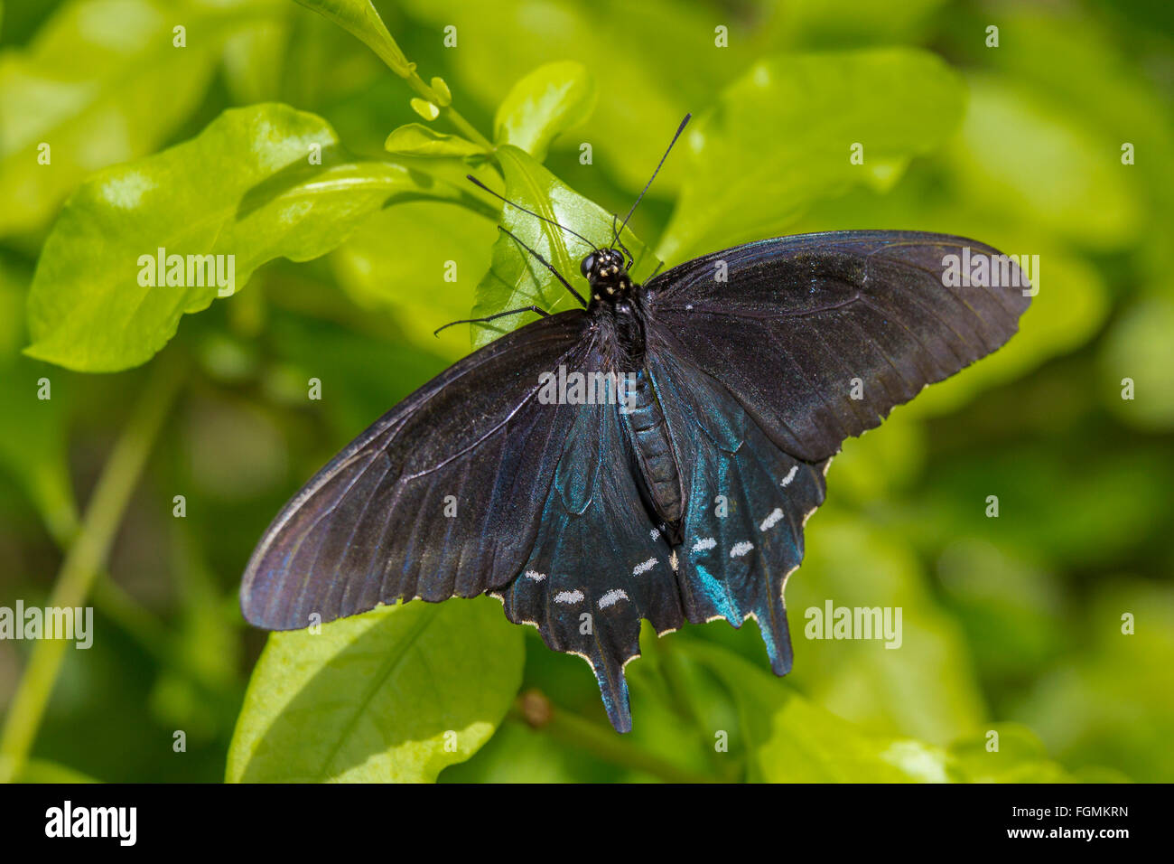 Invertebrate butterfly pipevine swallowtail hi-res stock photography ...
