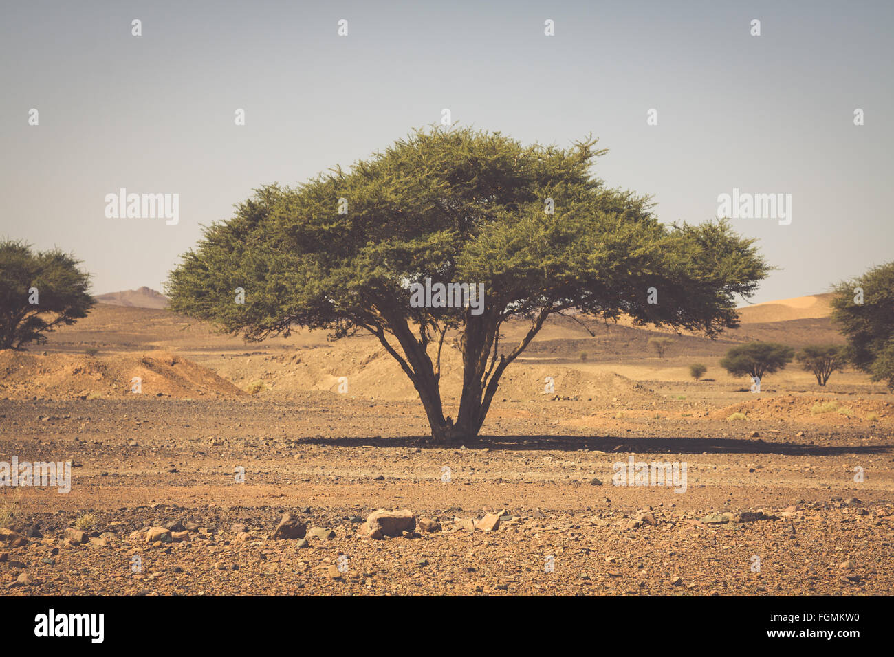 Lonely tree in desert Morocco Stock Photo - Alamy