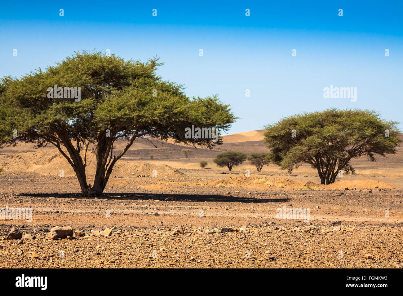 Lonely tree in desert Morocco Stock Photo - Alamy