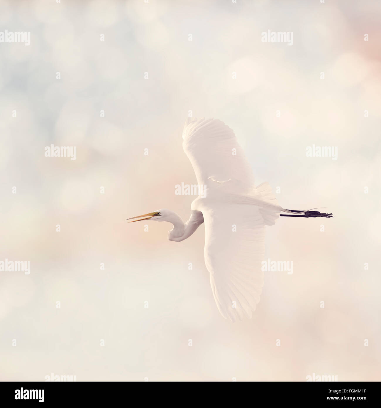 Great White Egret in Flight Stock Photo - Alamy