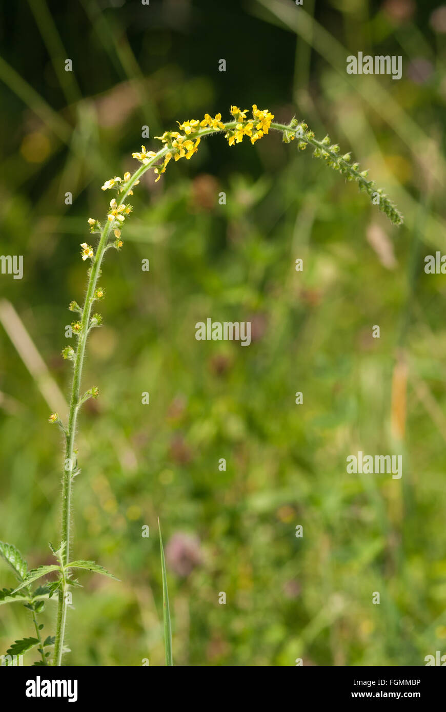 Bleeding spear wound hi-res stock photography and images - Alamy