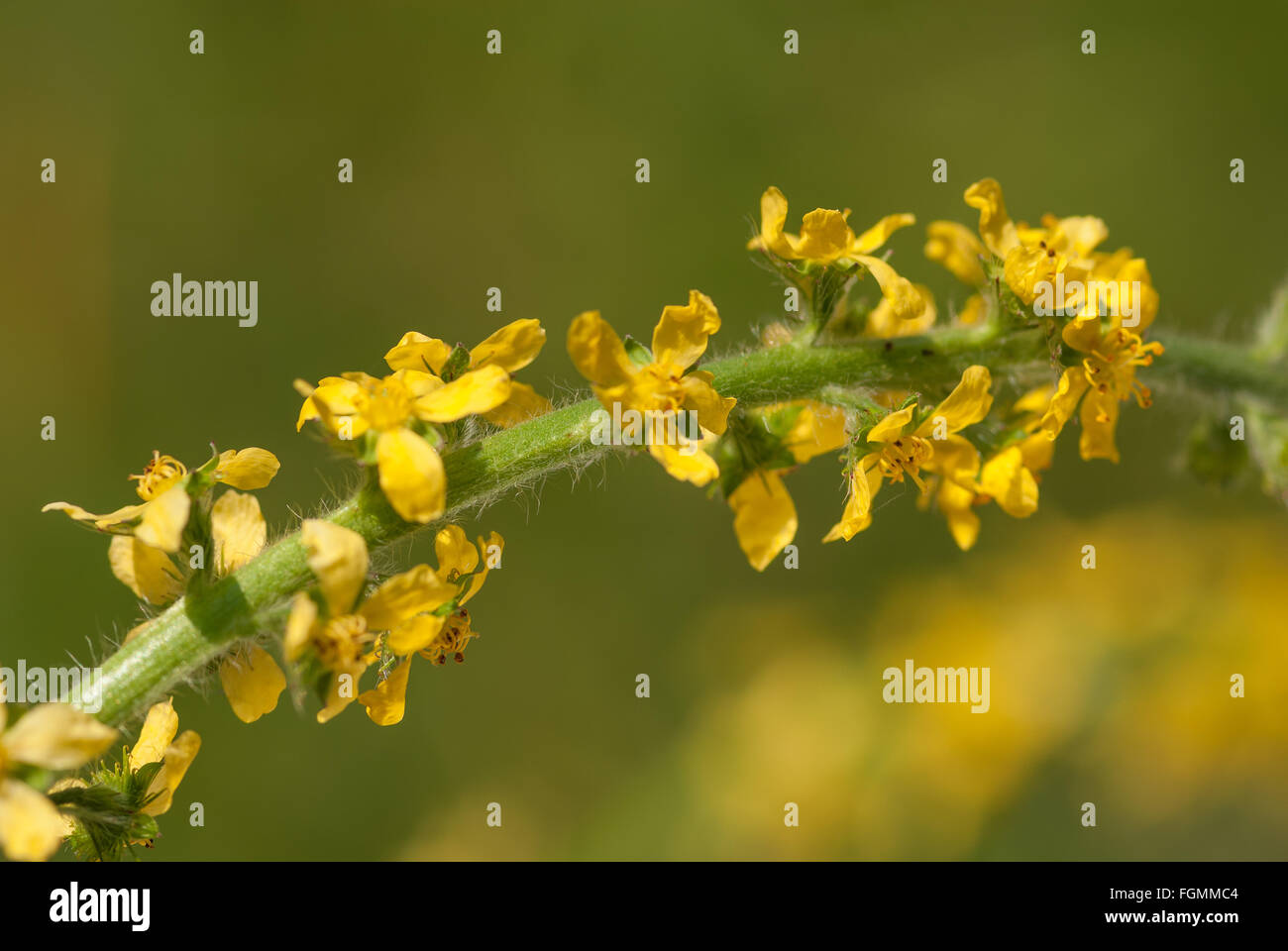 Bleeding spear wound hi-res stock photography and images - Alamy