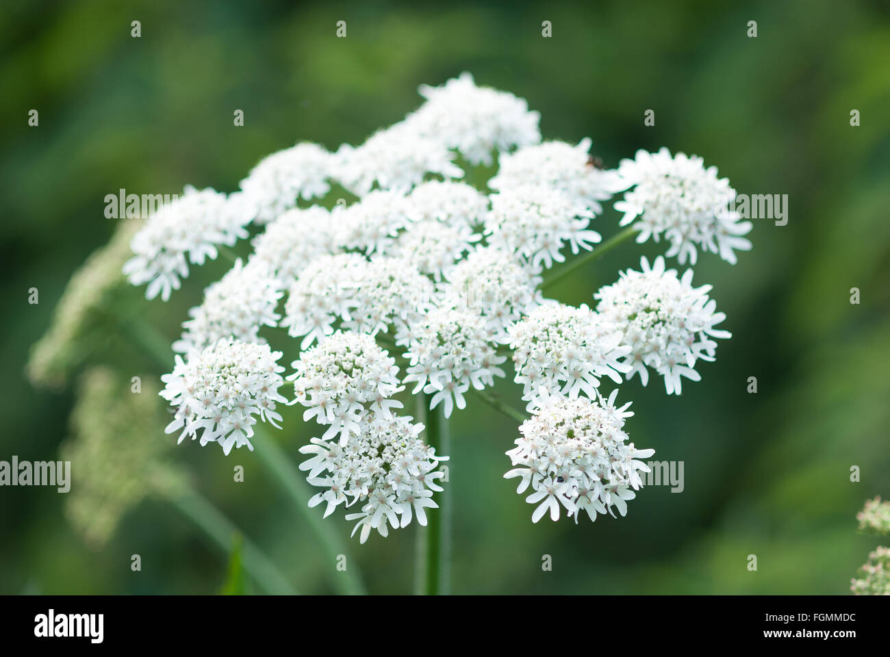 umbelifera rings of white flowers hemlock dropwort Stock Photo - Alamy